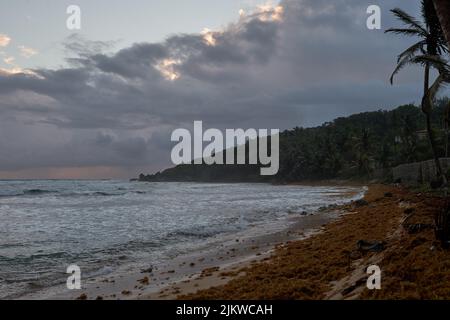 A closeup of a beach with drift algae after the storm Stock Photo - Alamy