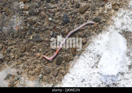 Earthworm after the rain crawled out on the asphalt Stock Photo - Alamy