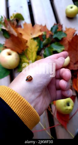A selective focus shot of ladybug on "forget me not" flower Stock Photo ...