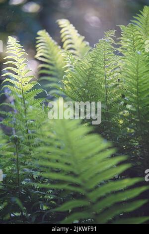 A selective focus shot of a green fern plant branch in an autumn forest ...