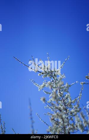 beautiful colored photograph of a spring object Stock Photo - Alamy