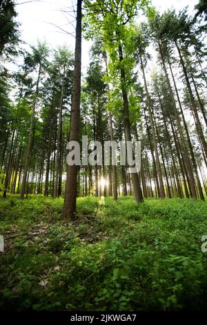 Vertical shot of tall-growing trees in the forest Stock Photo - Alamy