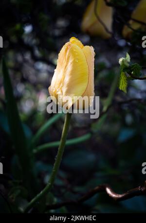 Single Yellow Tulip closeup with water drops isolated on black Stock ...