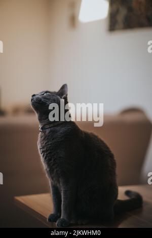 Blue-gray cat - Chartreux breed - posing on a tombstone in cemetery ...