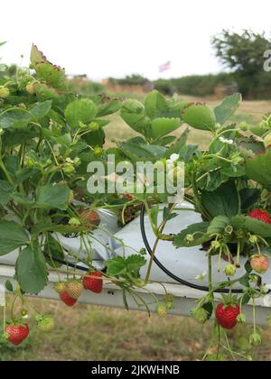 Red strawberries ready for picking cascade down from the growing ...