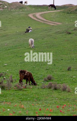 Vertical shot of cows in the field Stock Photo - Alamy