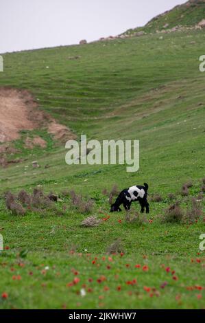 Vertical shot of cows in the field Stock Photo - Alamy