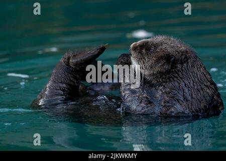 A closeup shot of a cute wet otter face peeking out from a lake surface ...