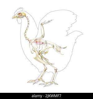 Anatomy of the hen with its bone system Stock Photo - Alamy