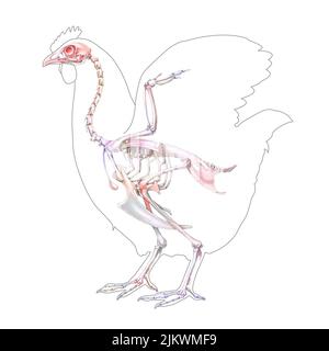 Anatomy of the hen with its bone system Stock Photo - Alamy