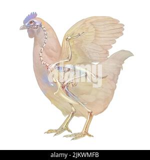 Anatomy of the hen with its bone system Stock Photo - Alamy