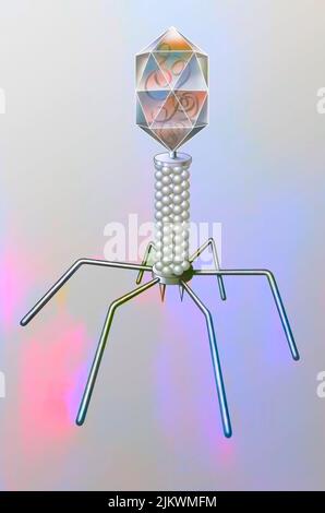 Bacteriophage consisting of a protein envelope, containing its nucleic acid, and a tail Stock ...