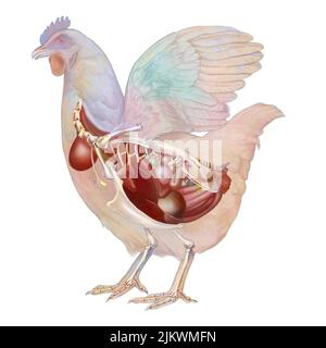 Anatomy of the hen showing her digestive and genital system Stock Photo ...