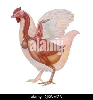Chicken anatomy with its muscular system Stock Photo - Alamy