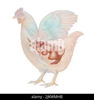 Anatomy of the hen with its bone system Stock Photo - Alamy