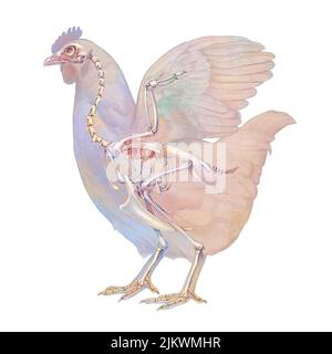 Anatomy of the hen with its bone system Stock Photo - Alamy