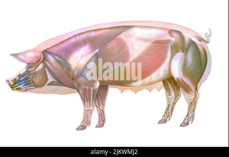 Pig anatomy with its muscular system Stock Photo - Alamy
