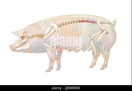 Anatomy of the pig with its bone system Stock Photo - Alamy