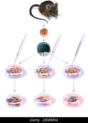 Mouse embryonic stem cells Stock Photo - Alamy
