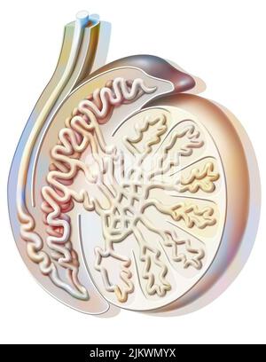 Human testicle or testis section showing seminiferous tubules, Leydig ...