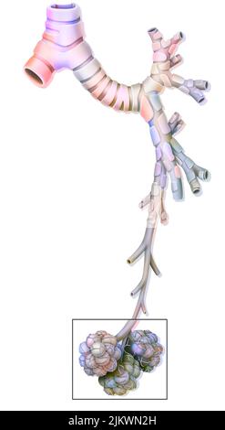 Human Respiratory System, lungs, alveoli. Medical diagram. Inside ...
