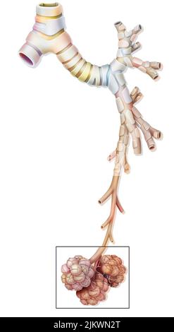 Anatomy of a bronchus: the left bronchial tree with the main bronchi ...