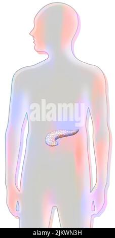 Pancreas placed in a male silhouette Stock Photo - Alamy