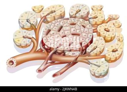 Islets of Langerhans Stock Photo - Alamy