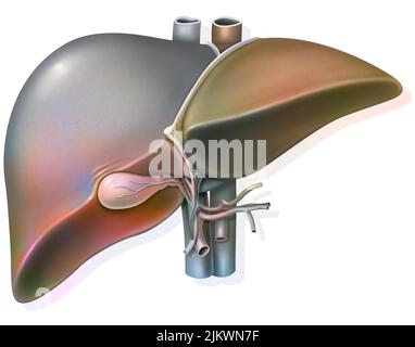 Liver and gall bladder with evidence of hepatic hilum Stock Photo - Alamy