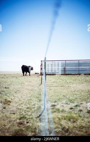 A vertical shot of a cow in the field Stock Photo - Alamy