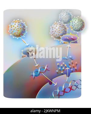 An illustration model of the HIV Replication Cycle. Each step of the ...