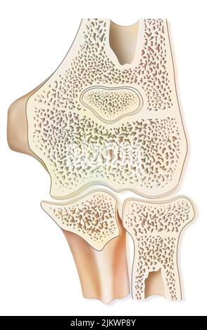 Healthy elbow joint in sagittal section Stock Photo - Alamy