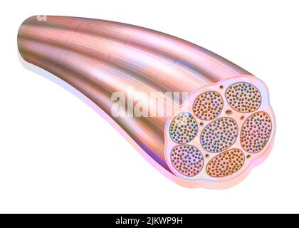 Muscle fiber showing the myofibrils made up of myofilaments (actin and ...