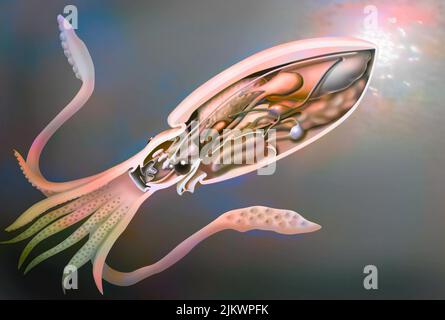 Anatomy of squid with digestive gland, ink pouch, gills Stock Photo - Alamy
