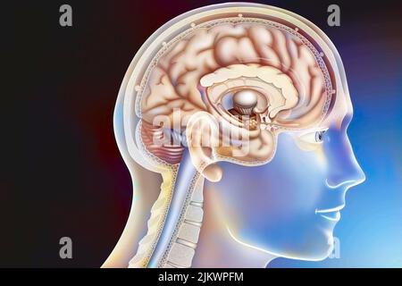 Drawing of a sagittal section of a man's brain in profile Stock Photo ...