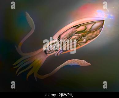Anatomy of squid with digestive gland, ink pouch, gills Stock Photo - Alamy