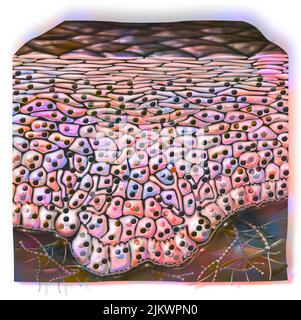 Cross-section of the epidermis of a dark phototype skin with many ...