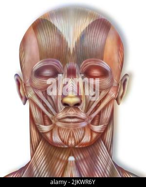 Head Cutaway: Anatomy of the Head Muscles Front View Stock Photo - Alamy