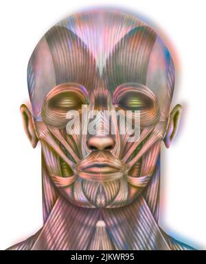 Head Cutaway: Anatomy of the Head Muscles Front View Stock Photo - Alamy