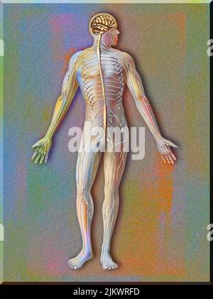 Peripheral nervous system drawing Stock Photo - Alamy