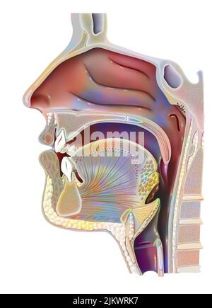 Anatomía De La Nasofaringe Anatomía Nasofaríngea En TC
