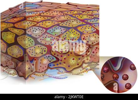 Cross-section of the epidermis of a dark phototype skin with many ...