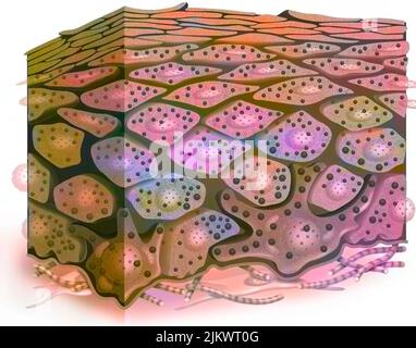 Cross-section of the epidermis of a dark phototype skin with many ...