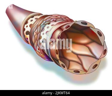Different walls constituting an artery: collagen and elastic tissues ...