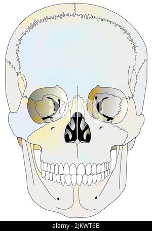 Bone system: human skull with jawbone, eye sockets Stock Photo - Alamy