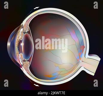 Normal eye with iridocorneal angle showing retina, lens Stock Photo - Alamy
