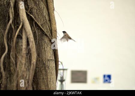 Flying Tree Sparrow Stock Photo - Alamy