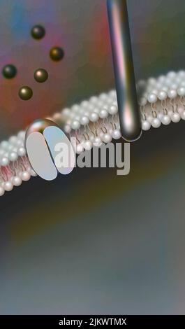 Tactile receptor associated with a hair follicle: the movement of the ...