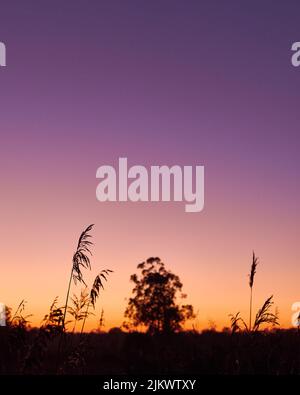 Background of sunset landscape with silhouettes of plants in the ...