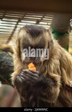 A capuchin monkey eating an orange Stock Photo - Alamy